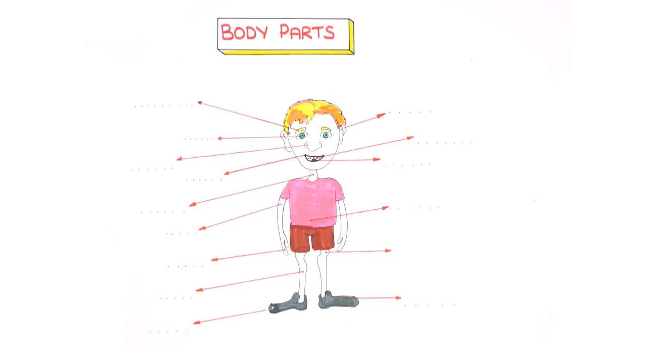 Tonguç Plus - 5.Sınıf Body Parts Konu Anlatımı