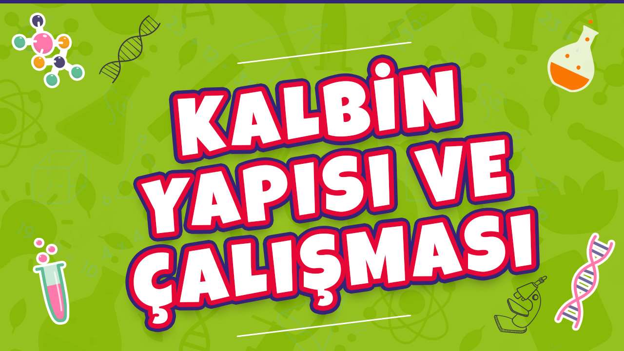 Tonguç Plus - 11.Sınıf Kalbin Yapısı ve Çalışması Konu Anlatımı