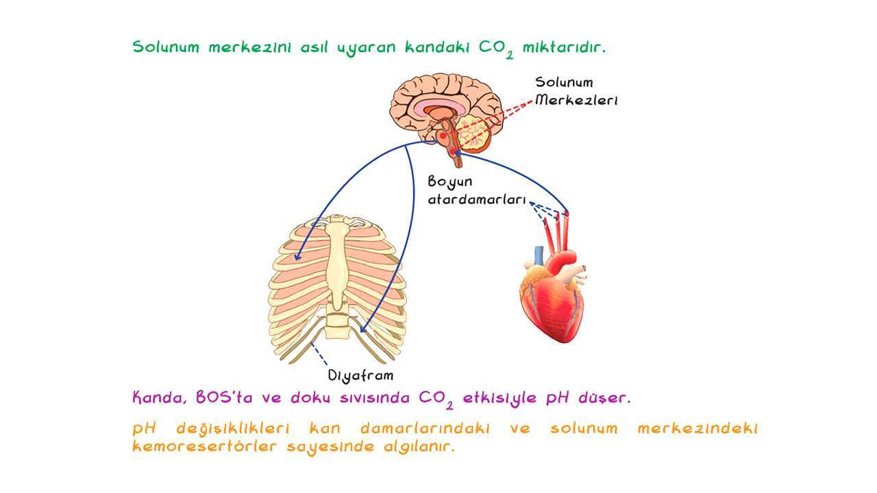 11.Sınıf Solunum Sistemi ve Görevleri Konu Anlatımı - Tonguç Akademi