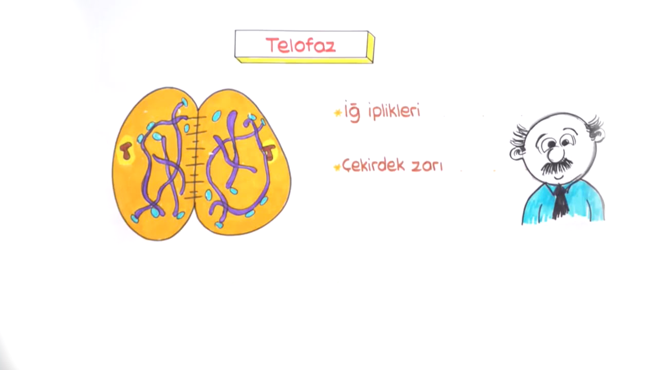 Tonguç Plus - 10.Sınıf Biyoloji Hücre Bölünmeleri Konu Anlatımları